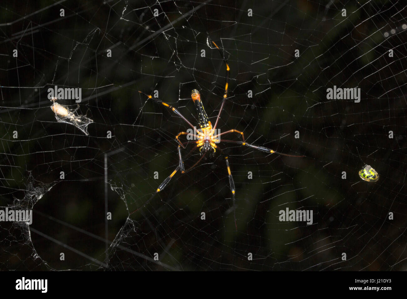 Giant wood spider hi-res stock photography and images - Alamy