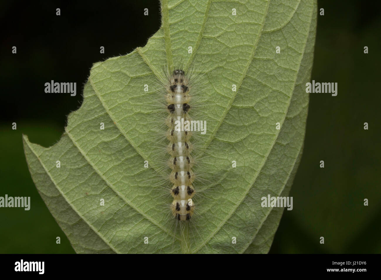 Moth caterpillar , Aarey Milk Colony , INDIA. Presence of long hair ...