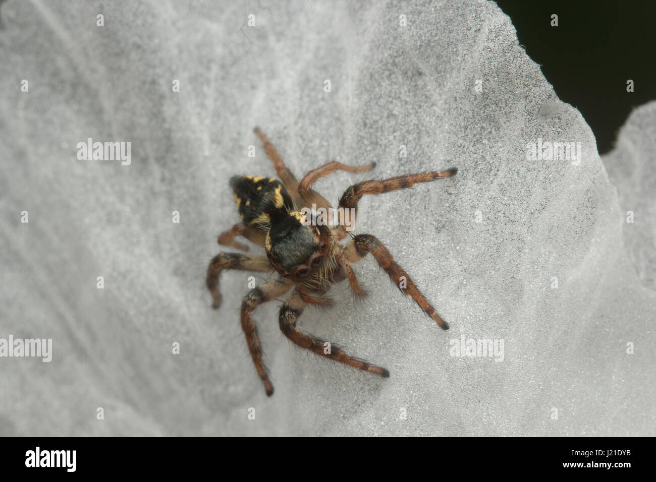 Jumping spider , Salticidae , Aarey Milk Colony , INDIA. The jumping ...