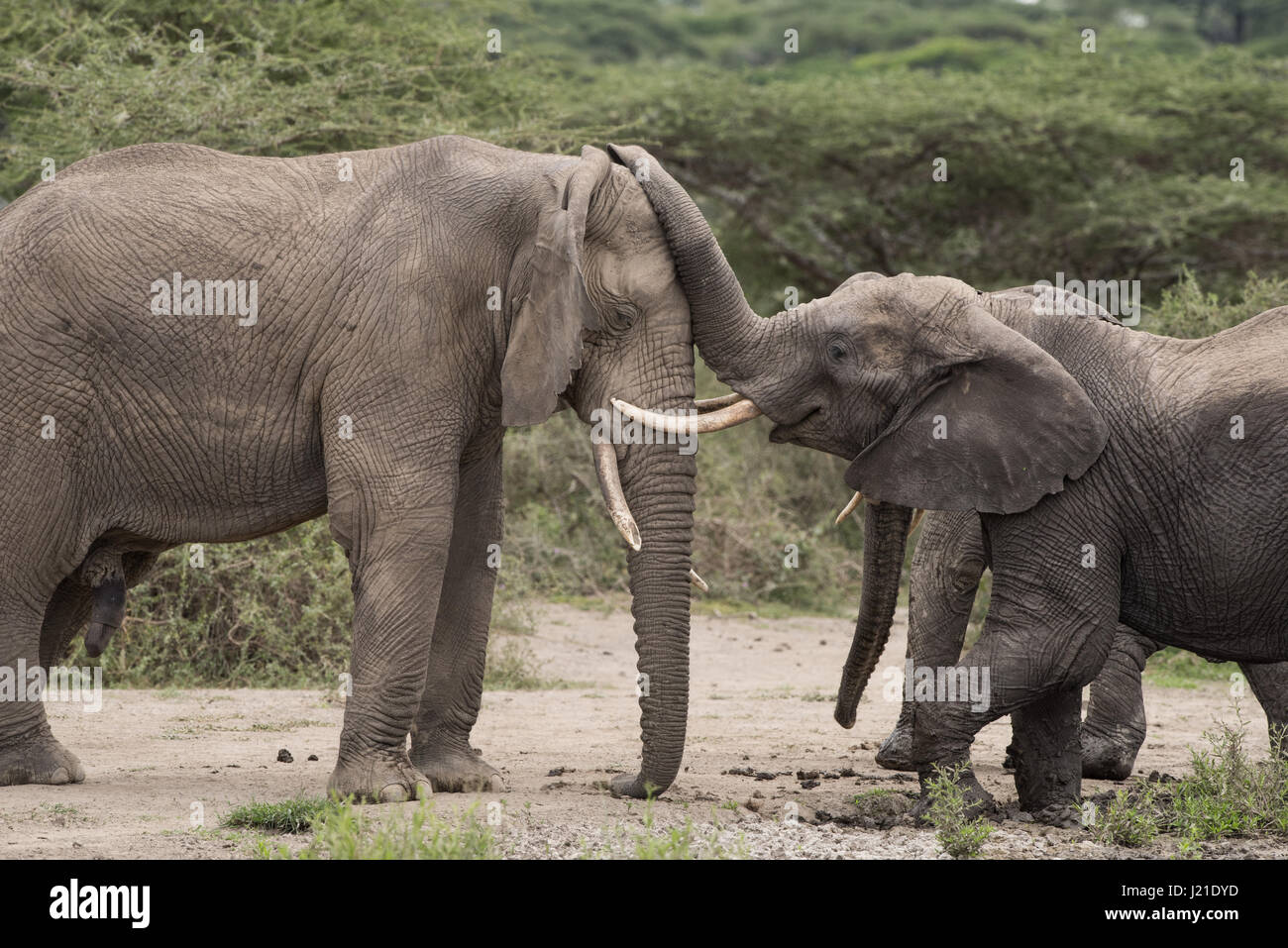 Elephant fighting hi-res stock photography and images - Alamy