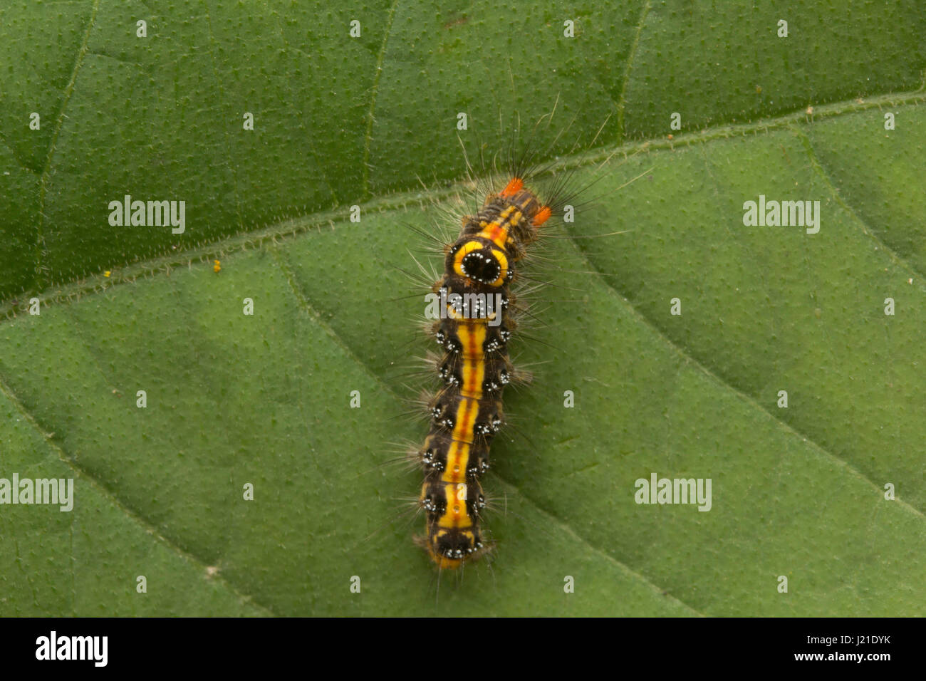 Moth caterpillar , Aarey Milk Colony , INDIA. Presence of long hair ...