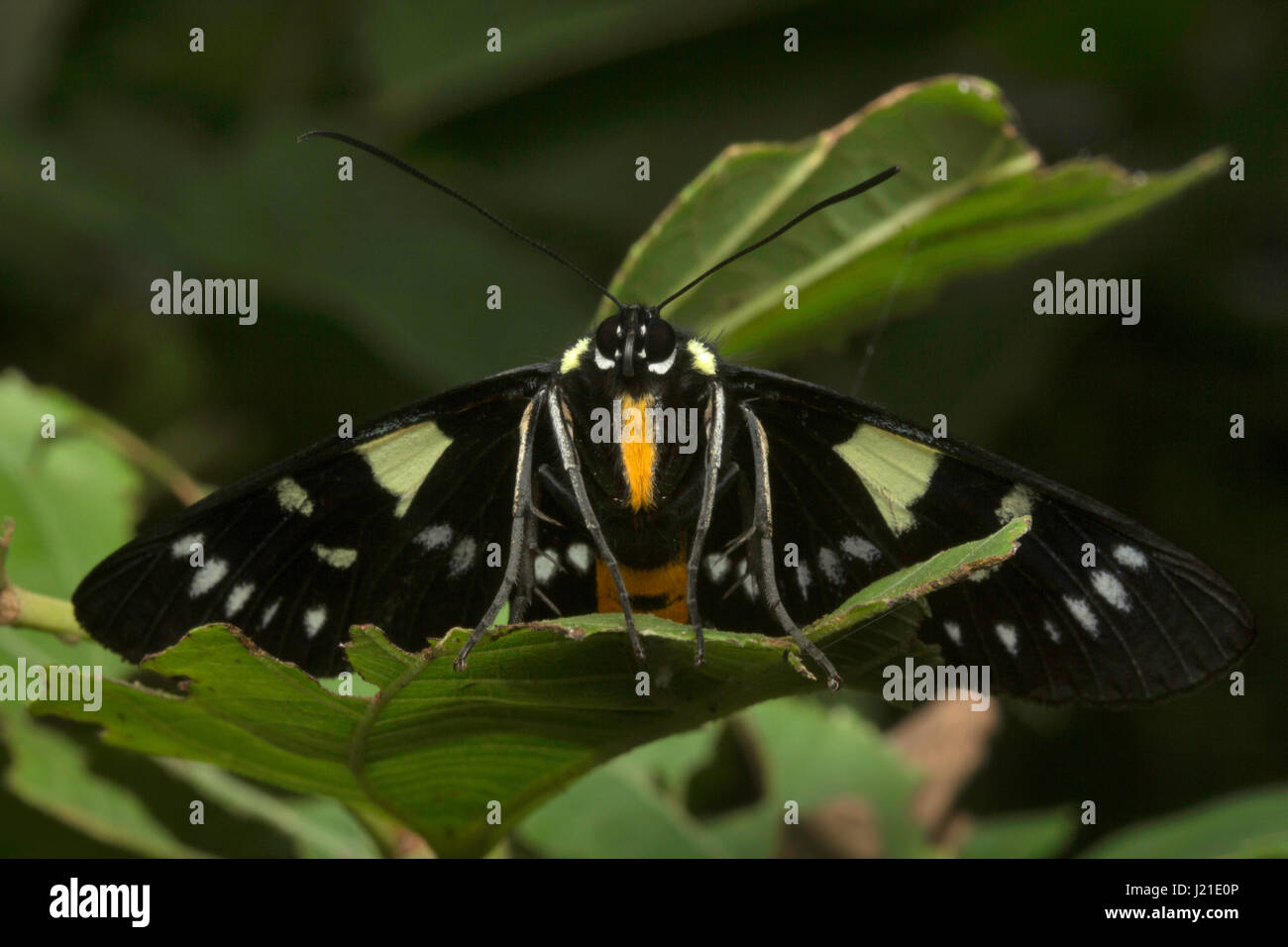 Moth Pollination High Resolution Stock Photography and Images - Alamy