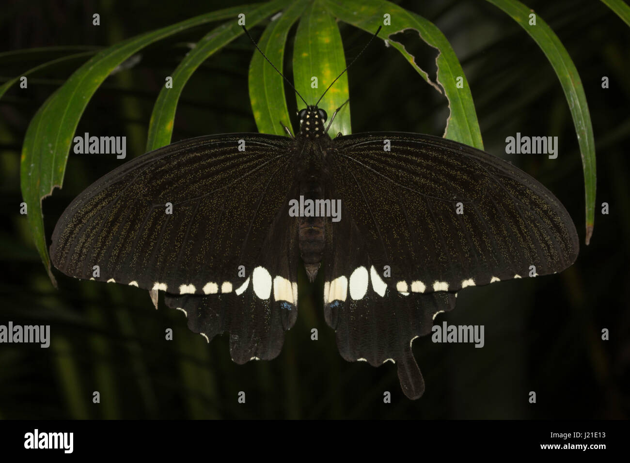 Beautiful great mormon butterfly hi-res stock photography and images ...