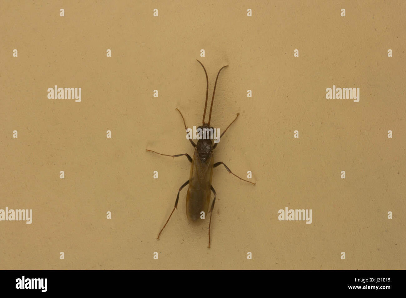 Wasp Pupa High Resolution Stock Photography and Images - Alamy