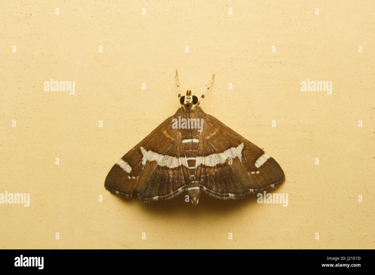 Amaranthus leaf webber, Moth , Spoladea recurvalis, Family: Crambidae ...