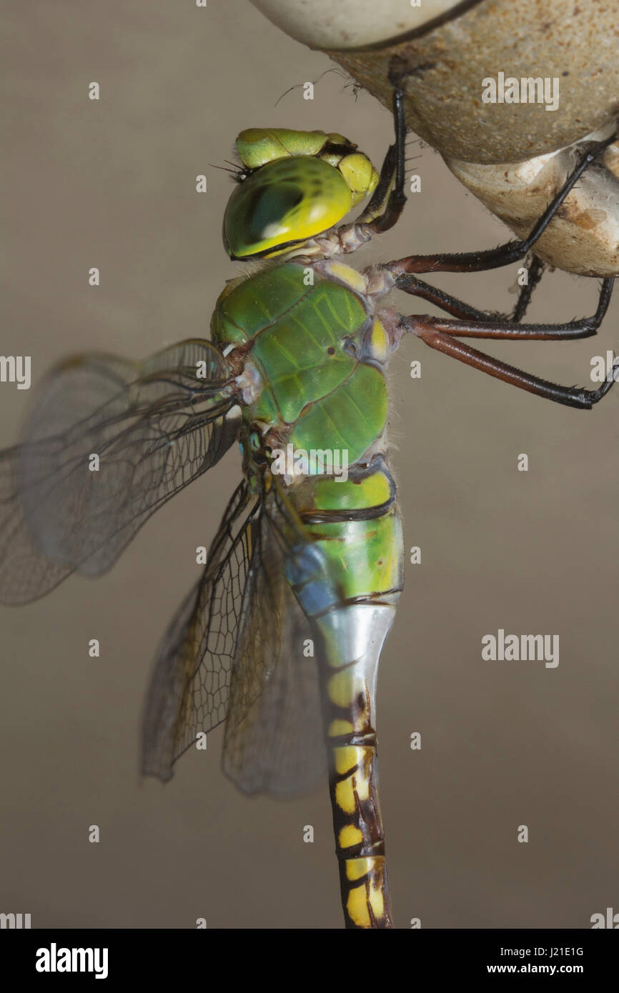 Dragon Fly Of India High Resolution Stock Photography and Images - Alamy