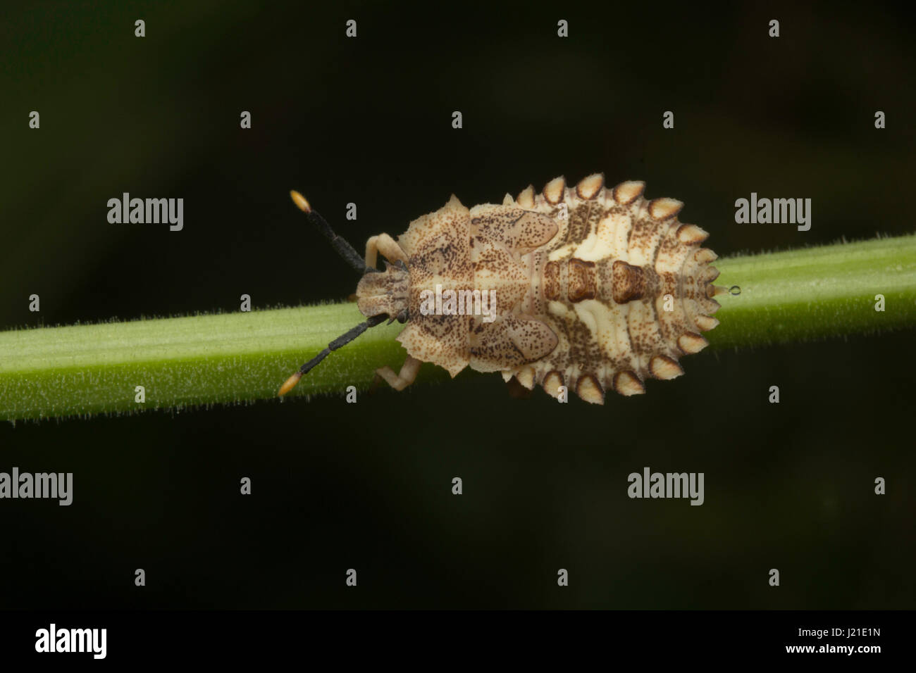 Garden insect dolycoris baccarum , Aarey Milk Colony , INDIA Stock ...