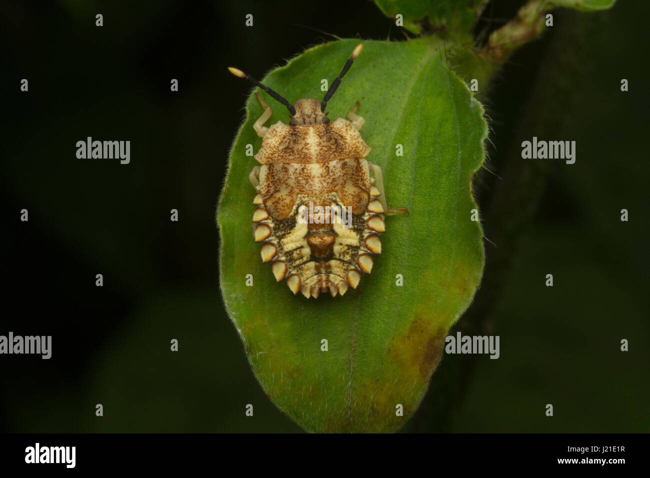Garden insect dolycoris baccarum , Aarey Milk Colony , INDIA Stock ...