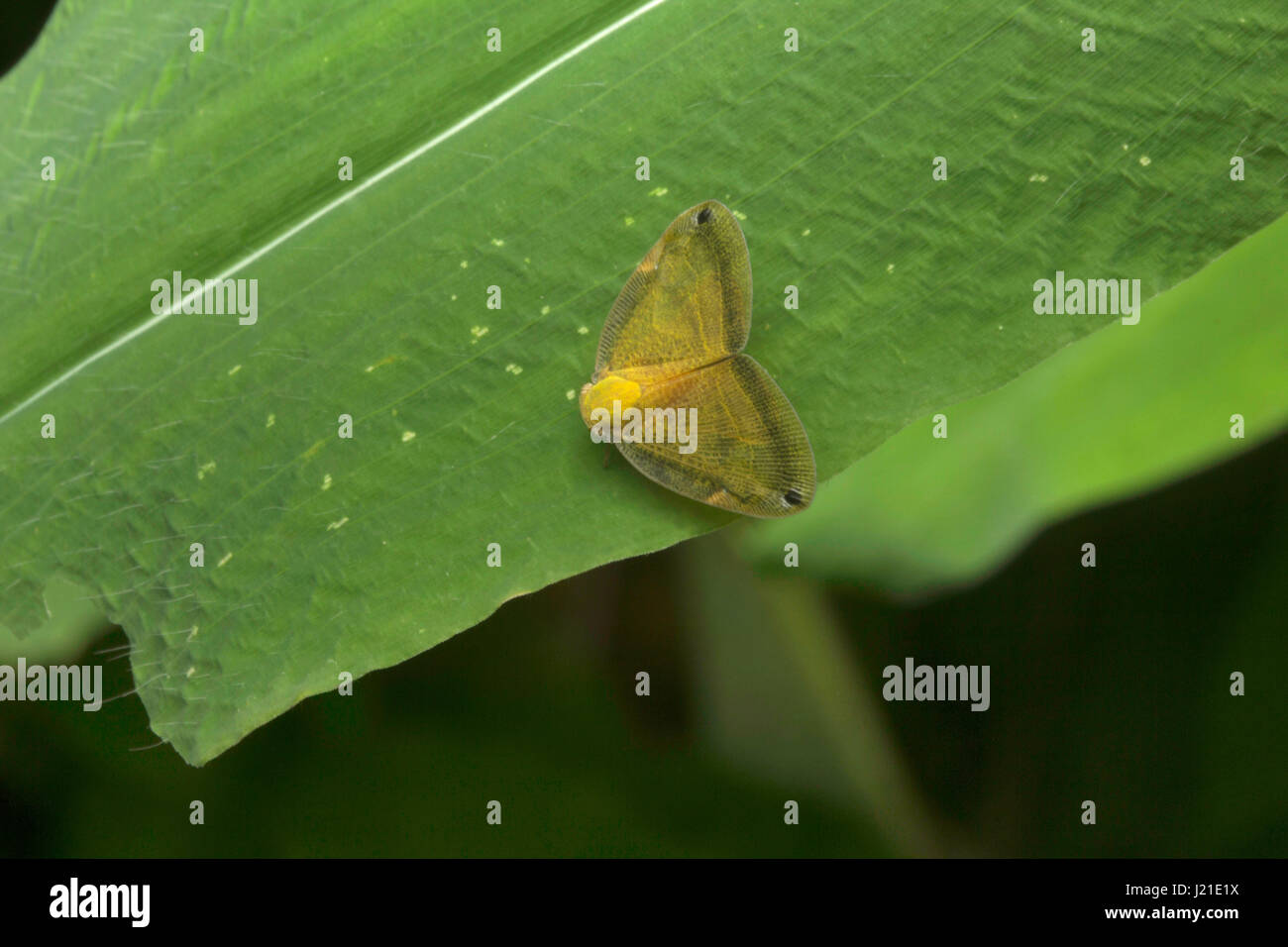 Insect , Aarey Milk Colony , INDIA Stock Photo - Alamy
