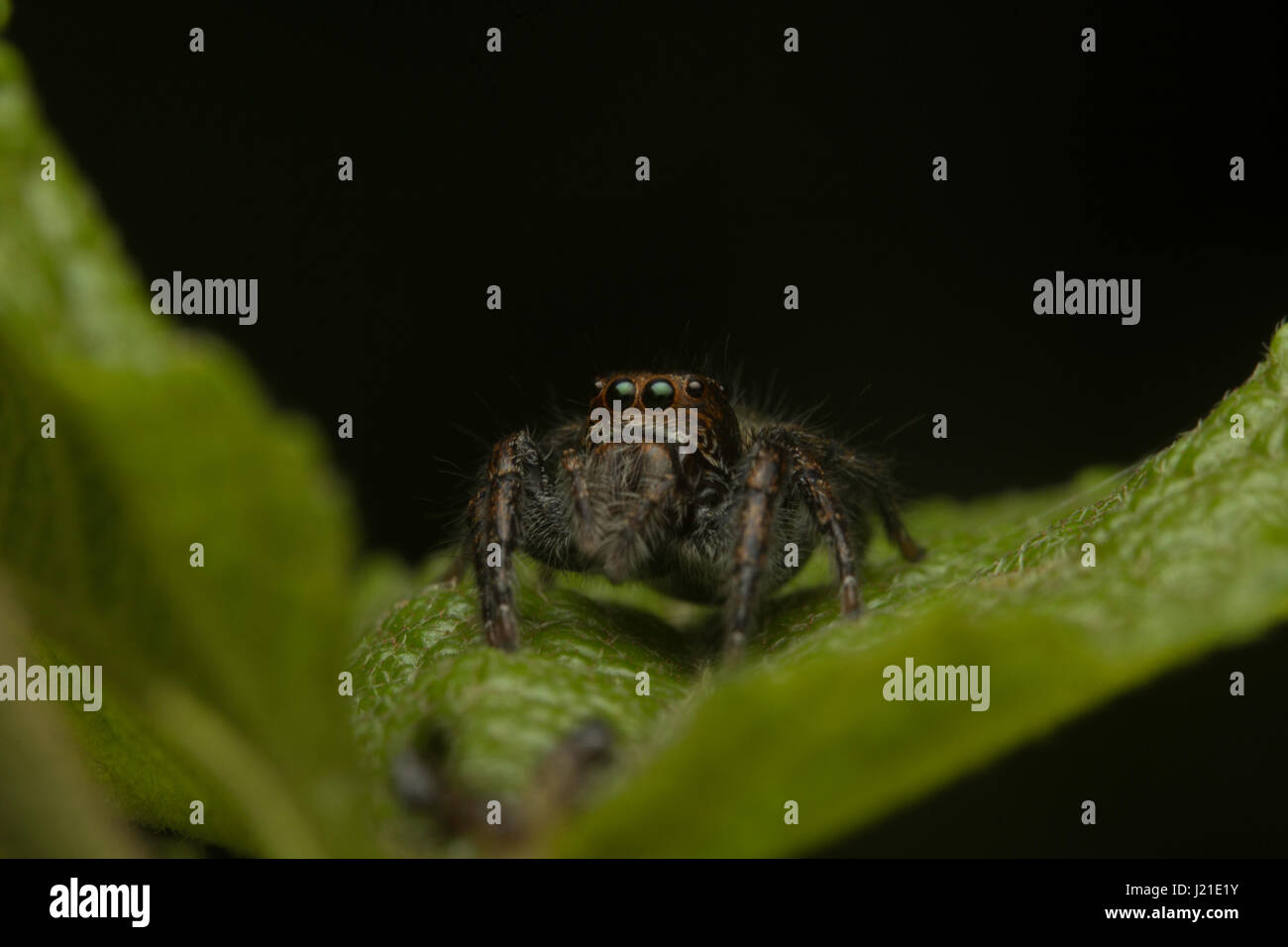 Jumping spider , Aarey Milk Colony , INDIA. The jumping spider family ...