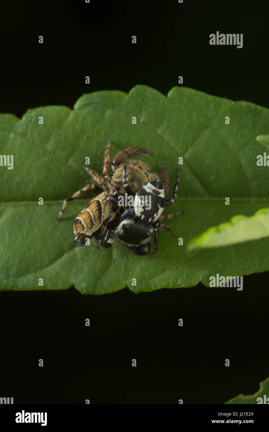 Jumping spider , Salticidae , Aarey Milk Colony , INDIA. The jumping ...