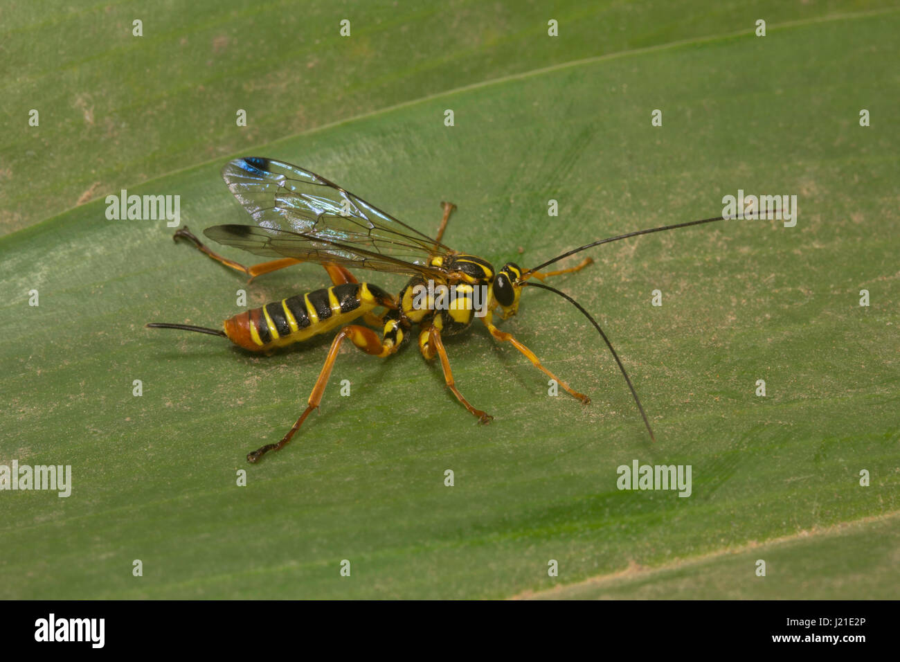 Wasp , Aarey Milk Colony , INDIA Stock Photo - Alamy