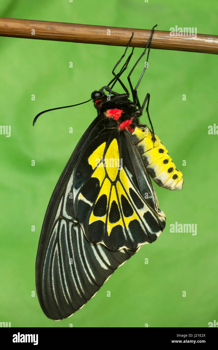 Troides minos, Sahyadri Birdwing, Bangalore , INDIA. Large and striking ...