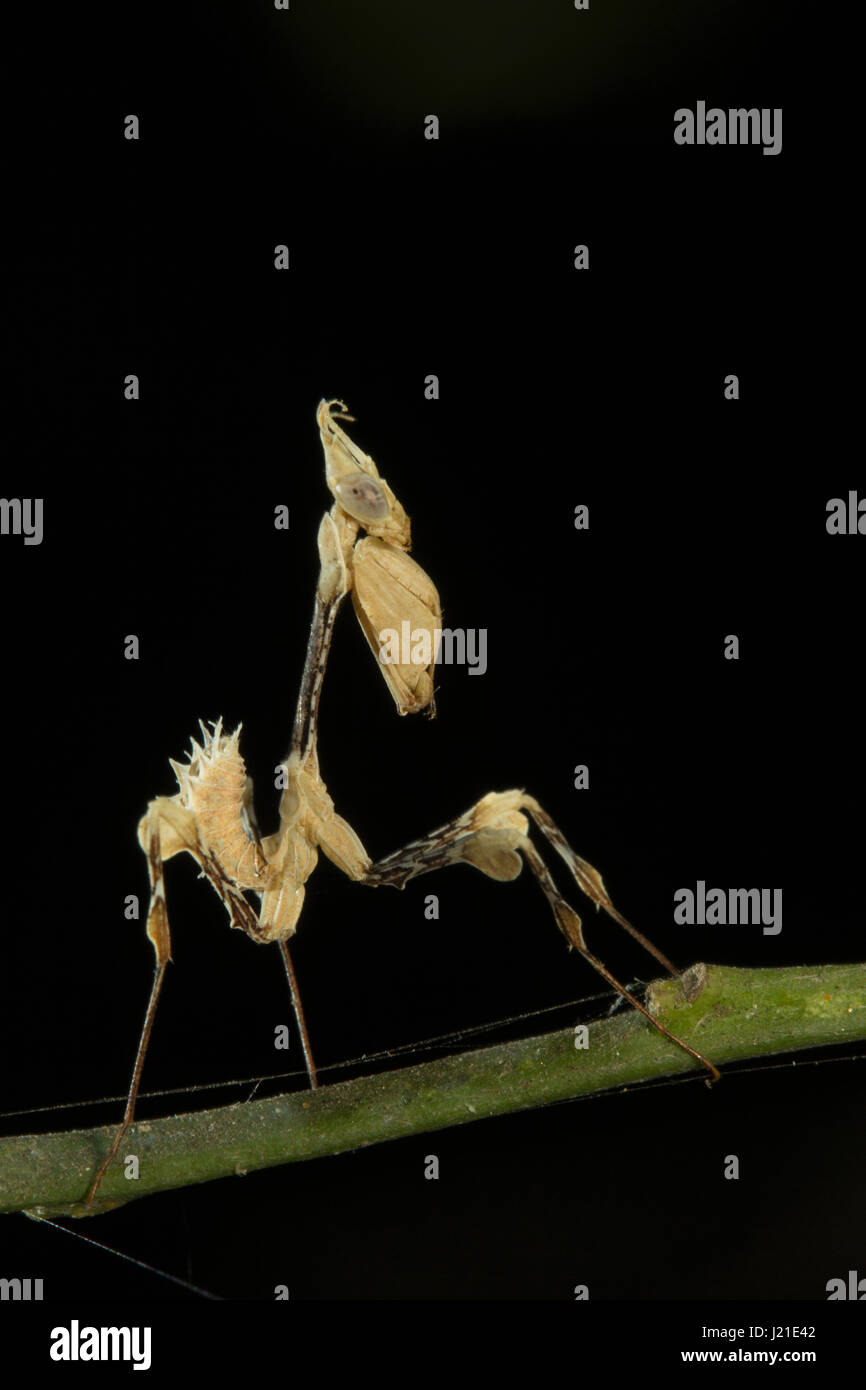 Praying orchid mantis hi-res stock photography and images - Alamy