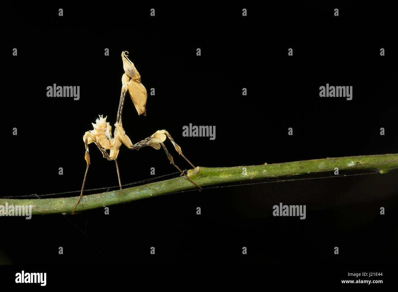 Praying orchid mantis hi-res stock photography and images - Alamy