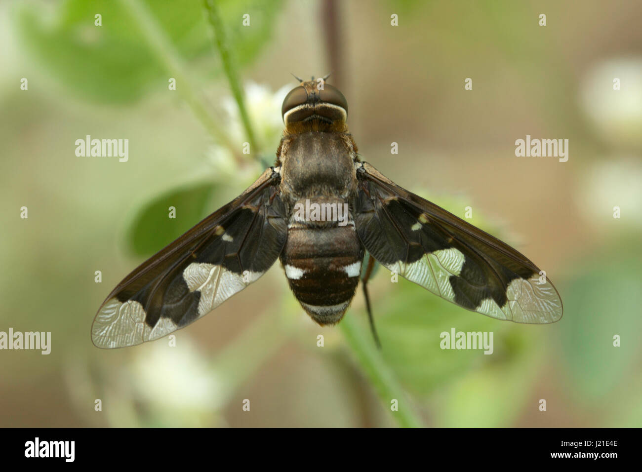 Fly , Unidentified , Aarey Milk Colony , INDIA. Flies belong to their ...