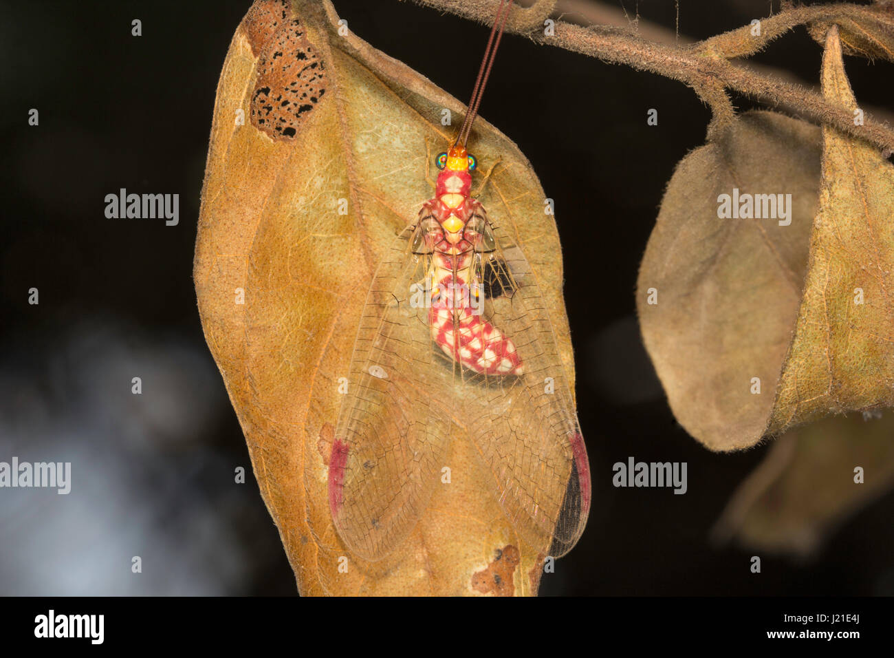 Insect , Aarey Milk Colony , INDIA Stock Photo - Alamy