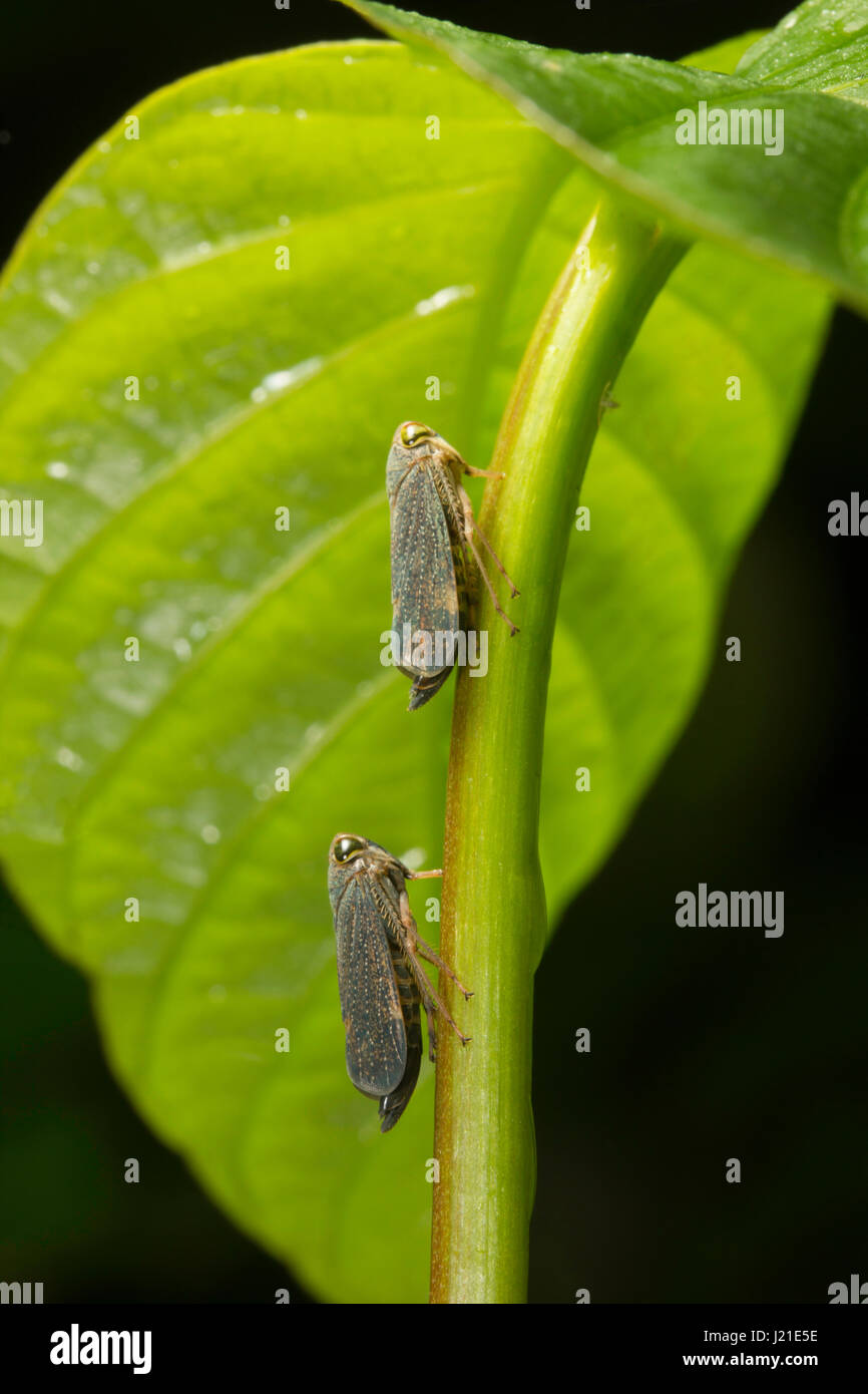 Two insects in line, Aarey Milk Colony , INDIA Stock Photo - Alamy