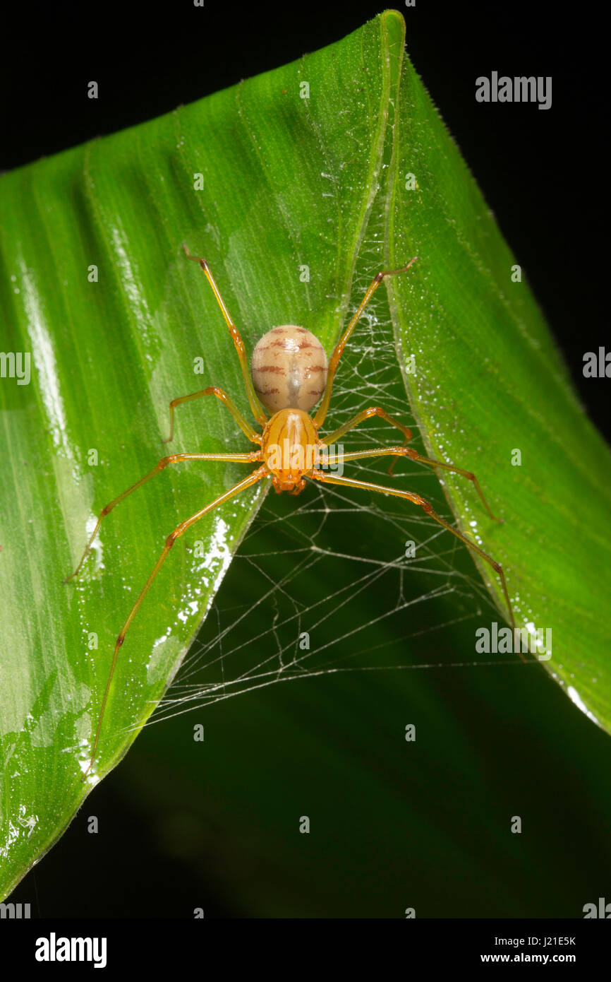 Spitting spider, Scytodidae , Aarey Milk Colony , INDIA. Spitting ...