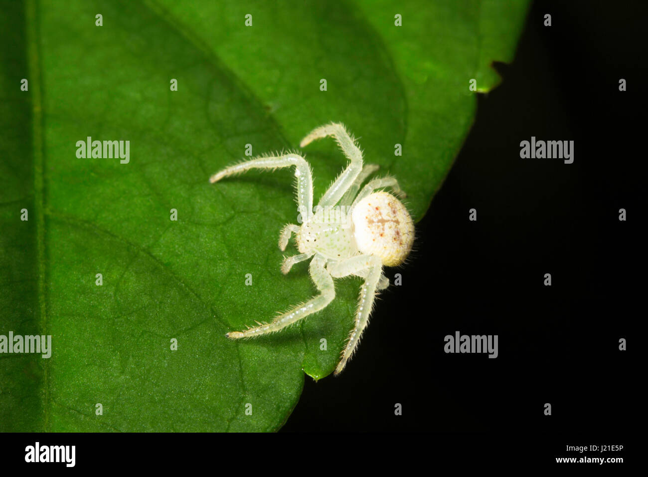 Crab spider , Thomisidae , Aarey Milk Colony , INDIA Stock Photo - Alamy