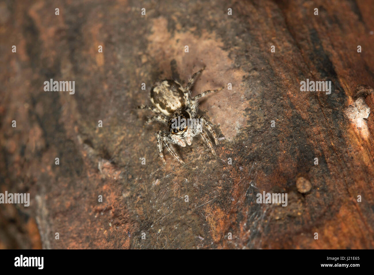 Jumping spider , Salticidae , Aarey Milk Colony , INDIA. The jumping ...