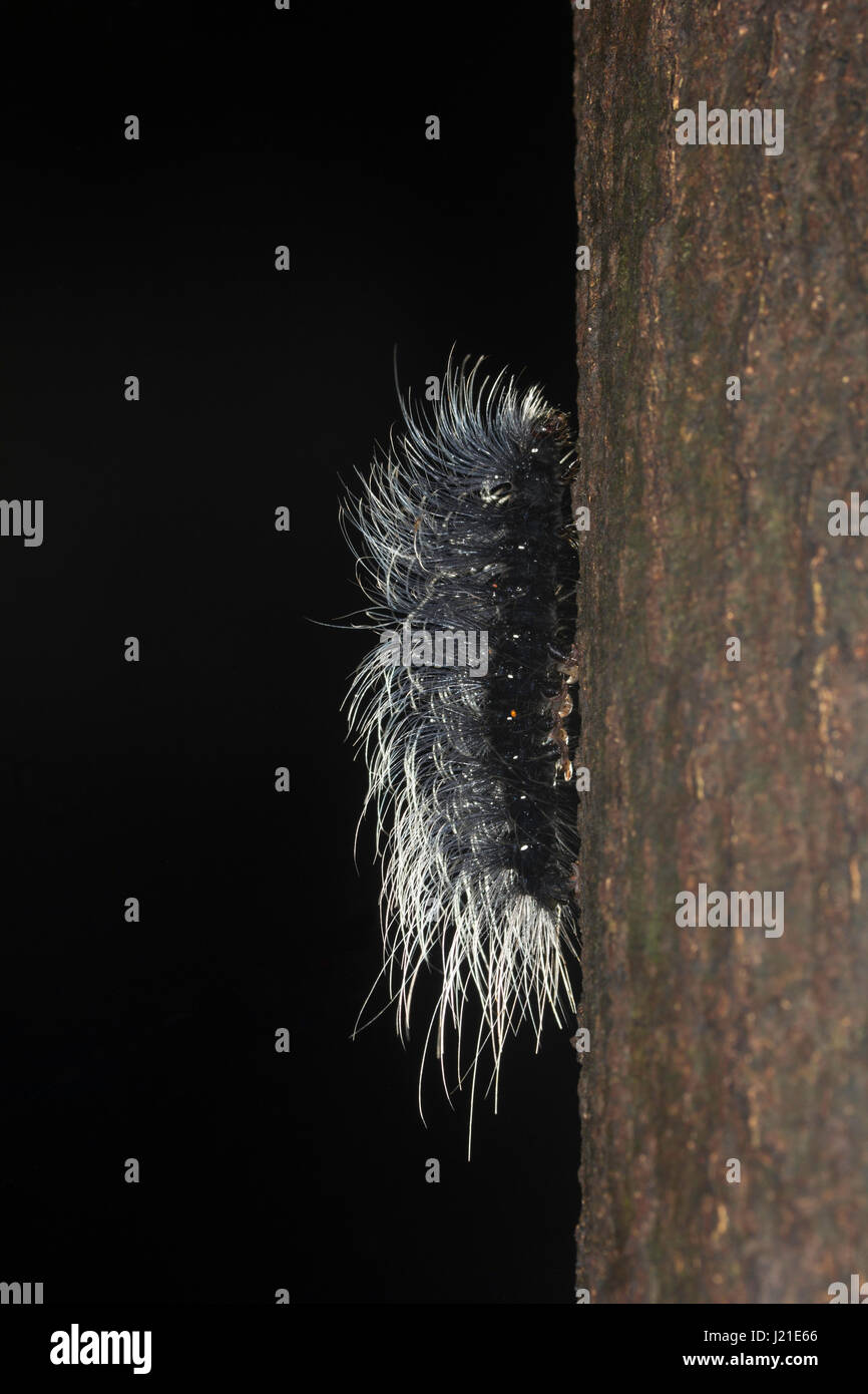 Moth caterpillar , Aarey Milk Colony , INDIA. Presence of long hair ...