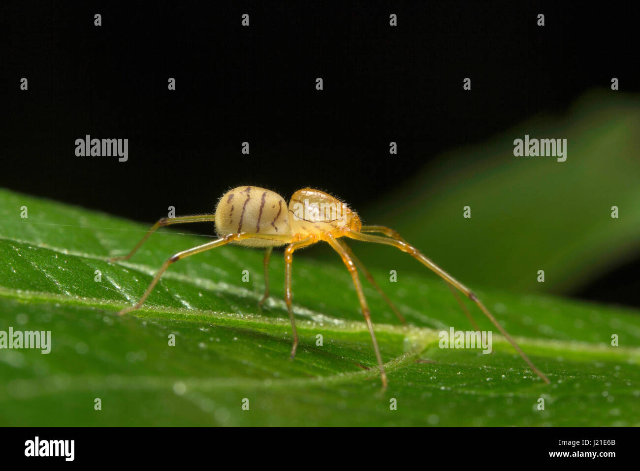 Spitting spider, Scytodidae , Aarey Milk Colony , INDIA. Spitting ...