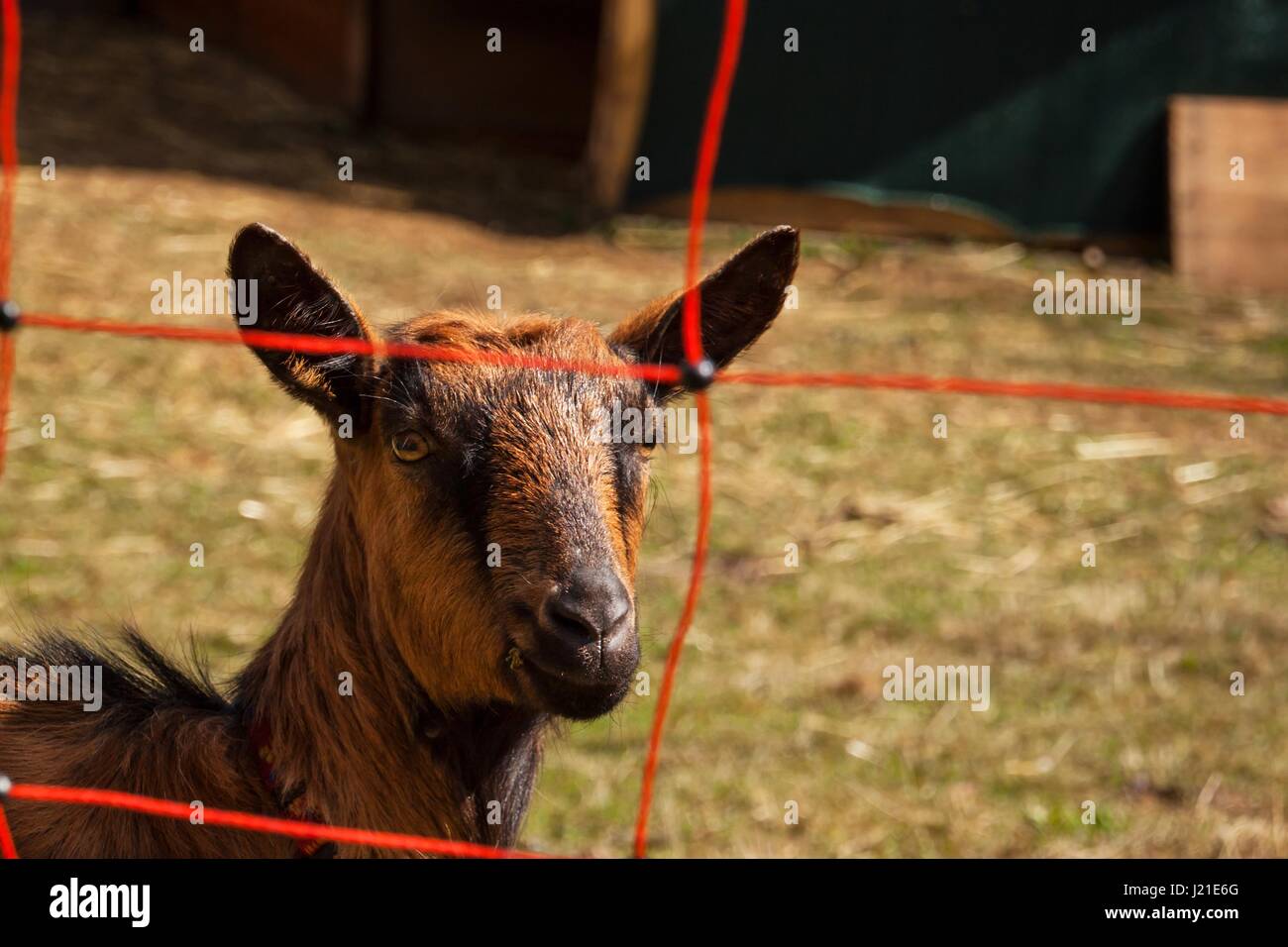 Goat shock hi-res stock photography and images - Alamy
