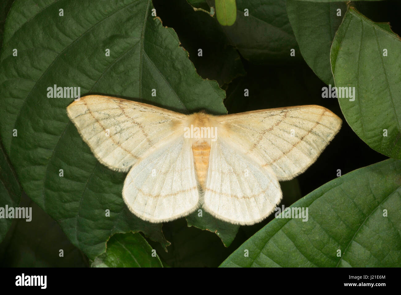 Small green inchworm moth caterpillar hi-res stock photography and ...
