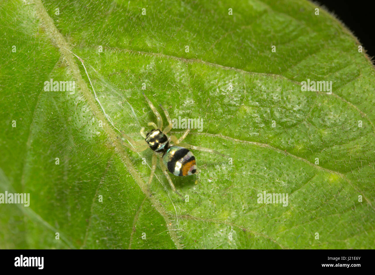 Jumping spider , Aarey Milk Colony , INDIA. The jumping spider family ...