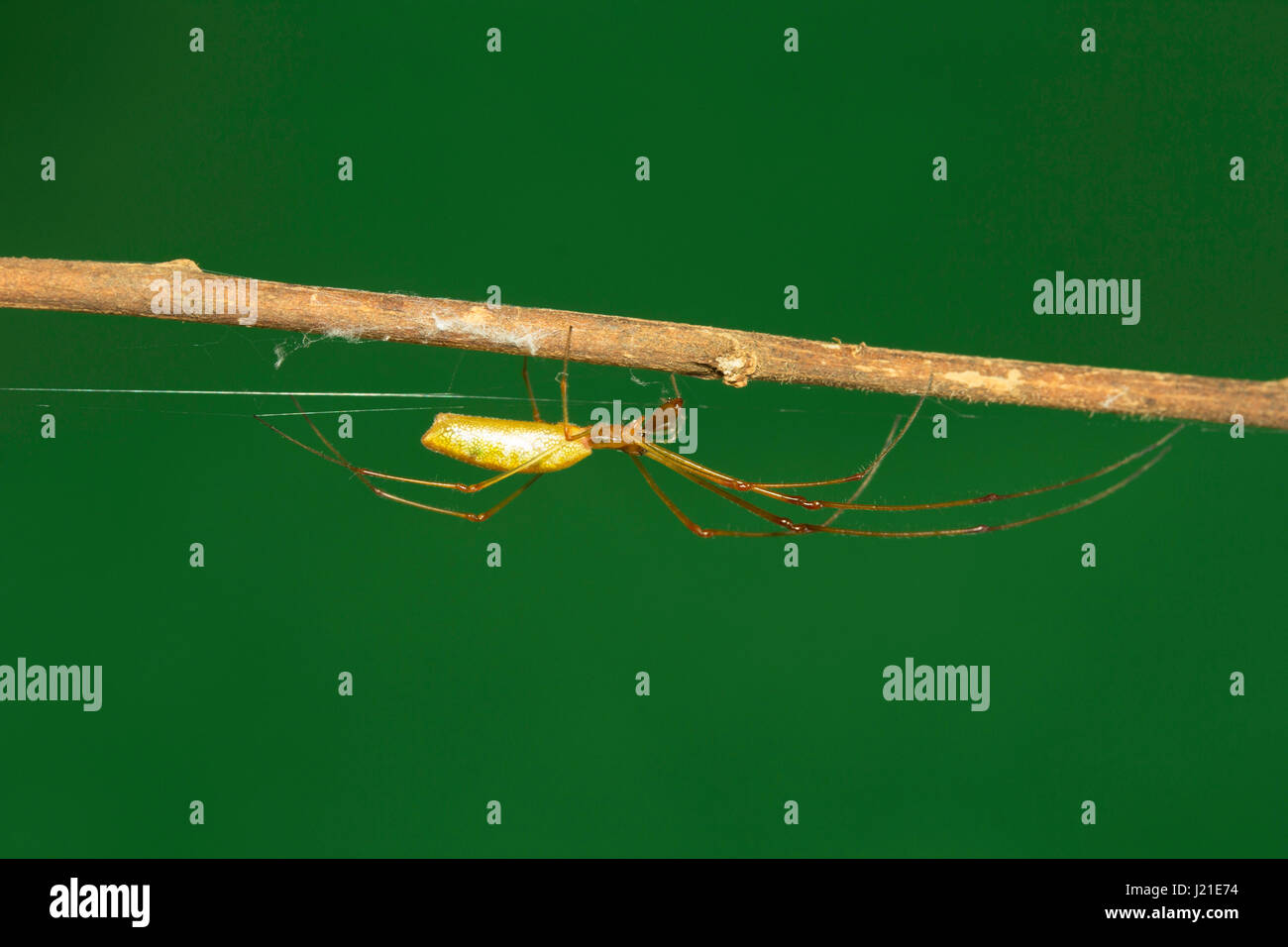 Long leg spider , Aarey Milk Colony , INDIA Stock Photo - Alamy