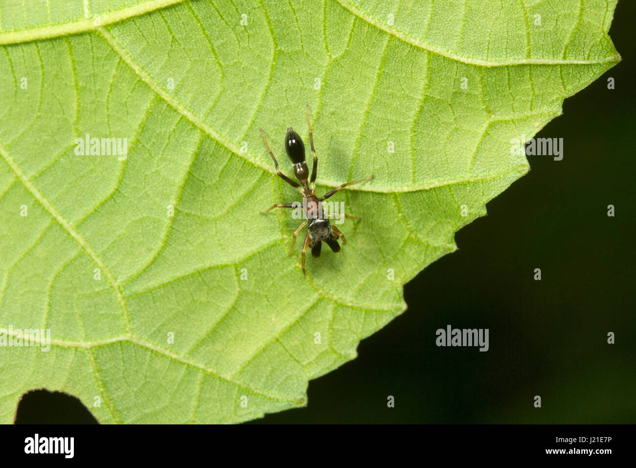 Ant mimic spider , Myrmarachne , Aarey Milk Colony , INDIA. Ant mimicry ...