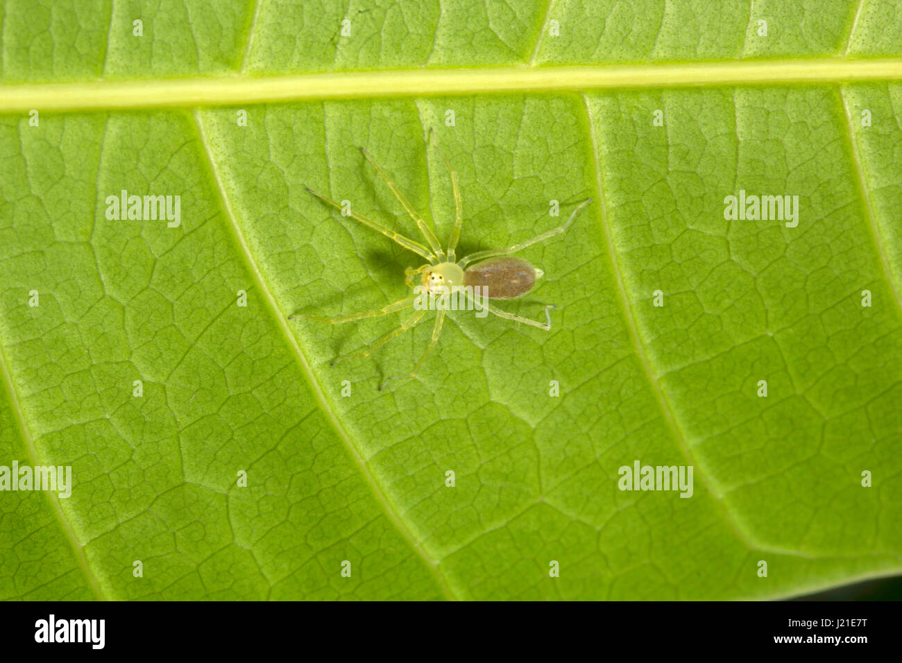 Jumping spider , Salticidae , Aarey Milk Colony , INDIA. The jumping ...