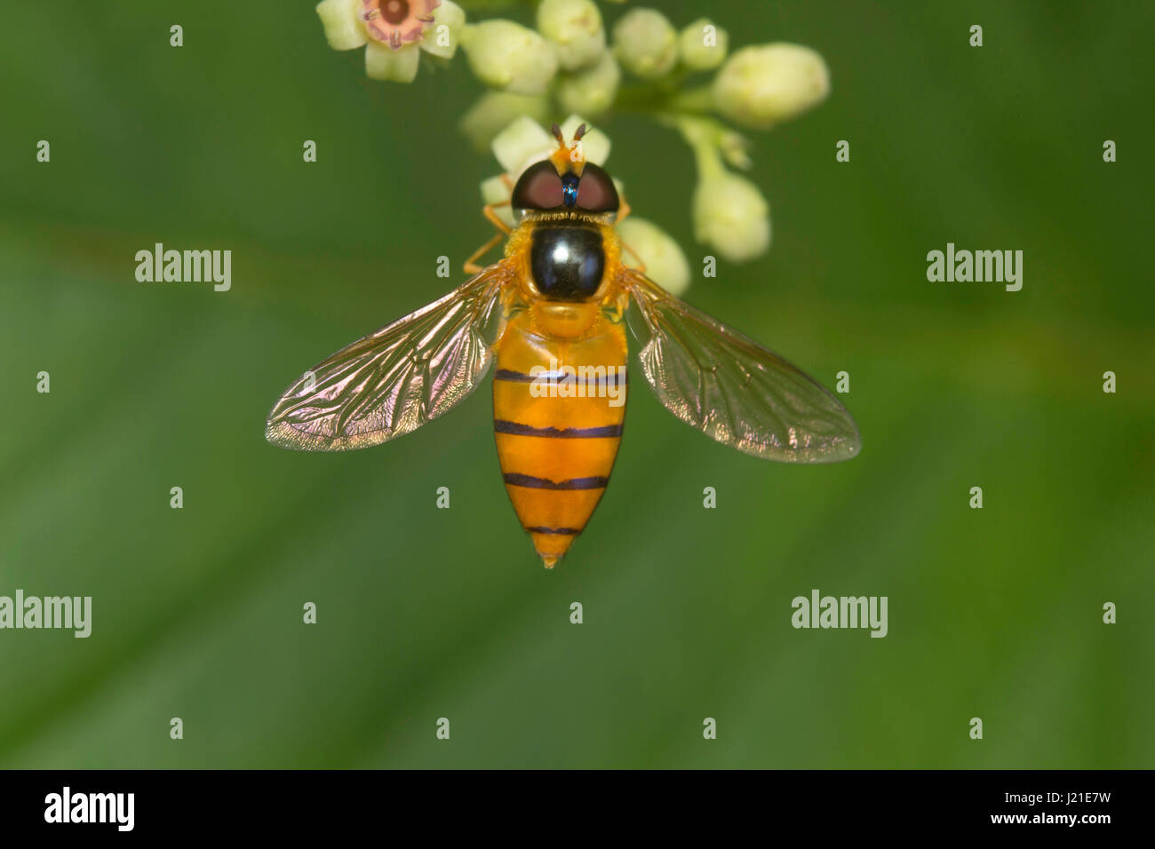 Orange striped hoverfly , Asarkina salviae , Aarey Milk Colony , INDIA ...