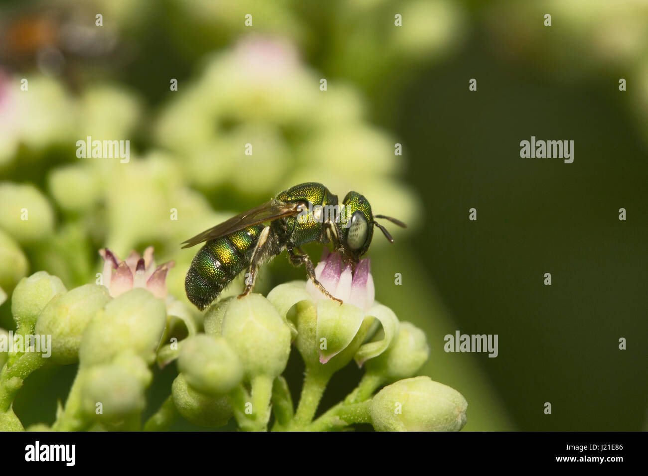 Bees, Aarey Milk Colony , INDIA Stock Photo - Alamy