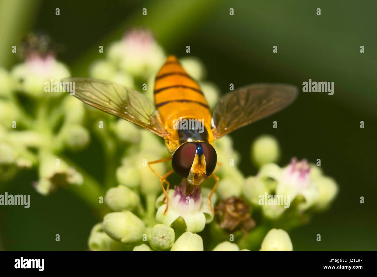 Orange striped hoverfly , Asarkina salviae , Aarey Milk Colony , INDIA ...