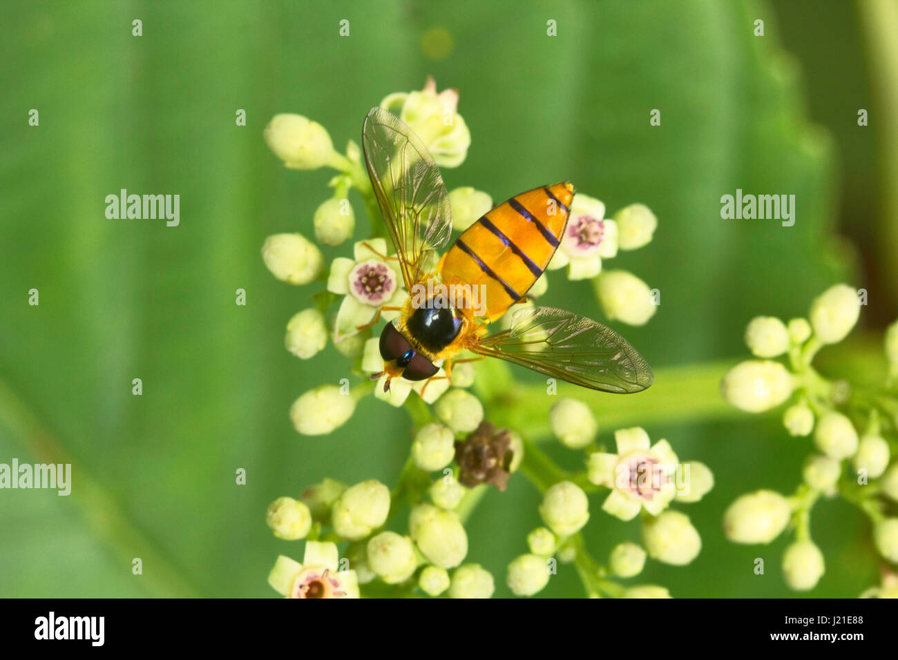 Orange striped hoverfly , Asarkina salviae , Aarey Milk Colony , INDIA ...