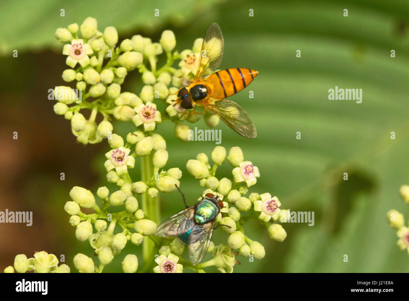 India hairy people hi-res stock photography and images - Alamy