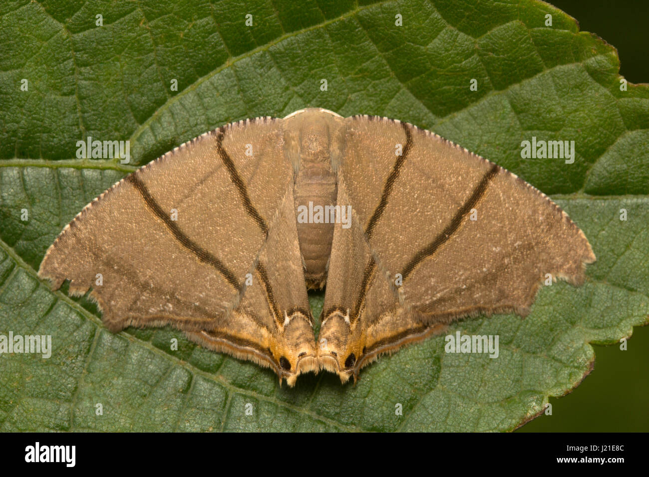 Orudiza protheclaria Walker, 1861, Geometrid moth, Aarey Milk Colony ...