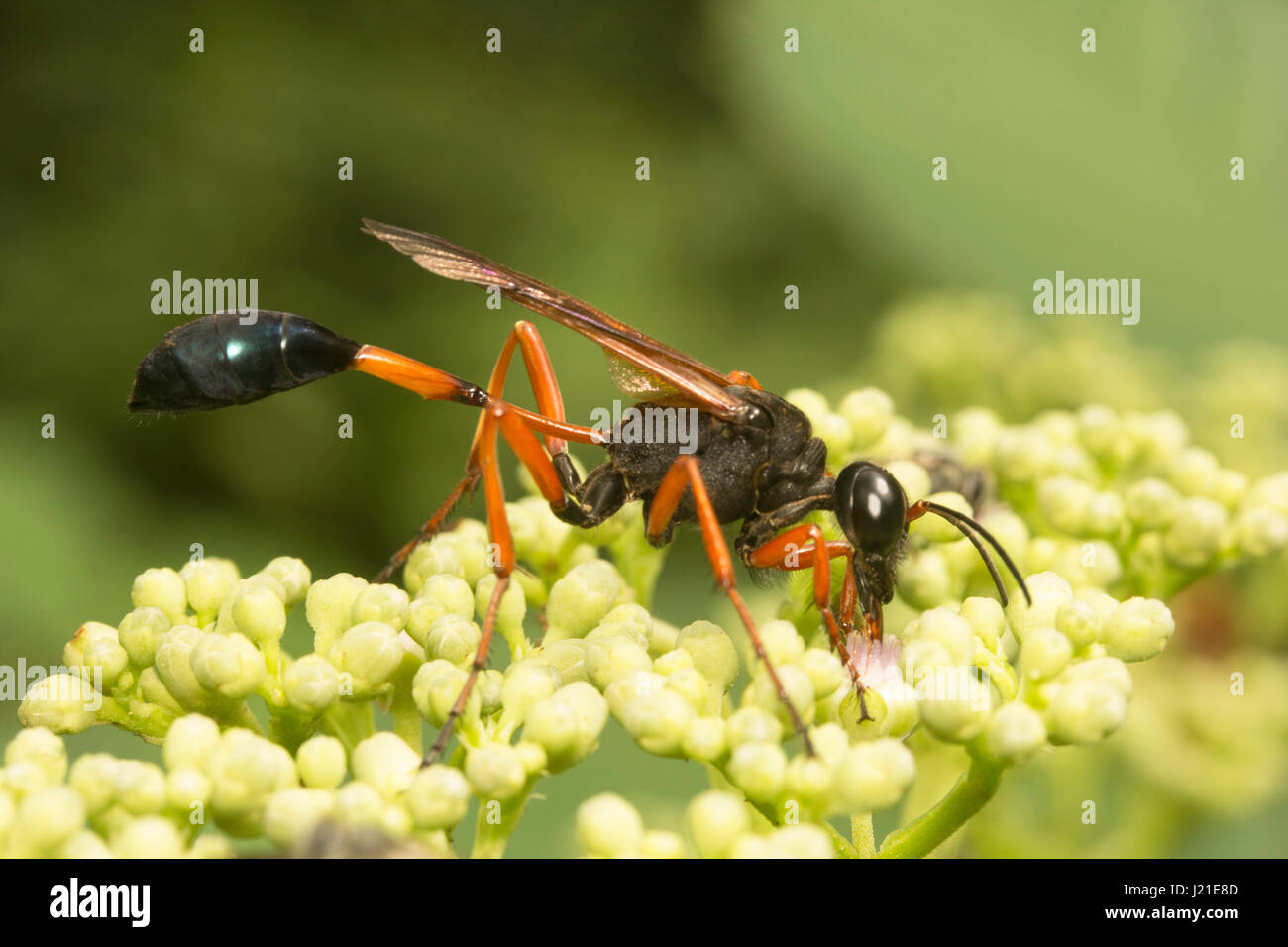 Wasp , Aarey Milk Colony , INDIA Stock Photo - Alamy