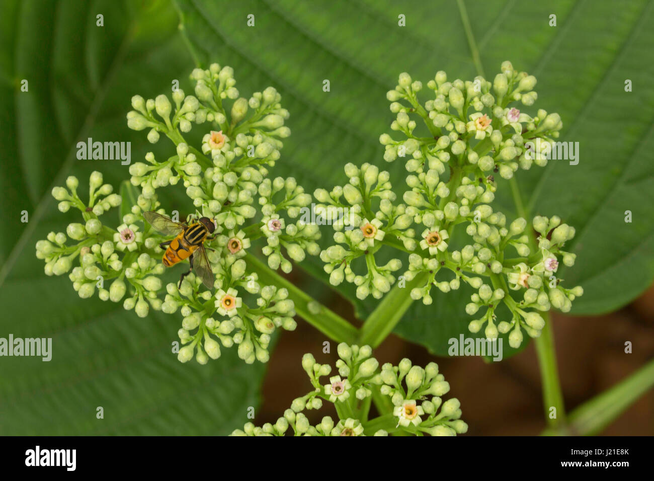 Fly , Unidentified , Aarey Milk Colony , INDIA. Flies belong to their ...