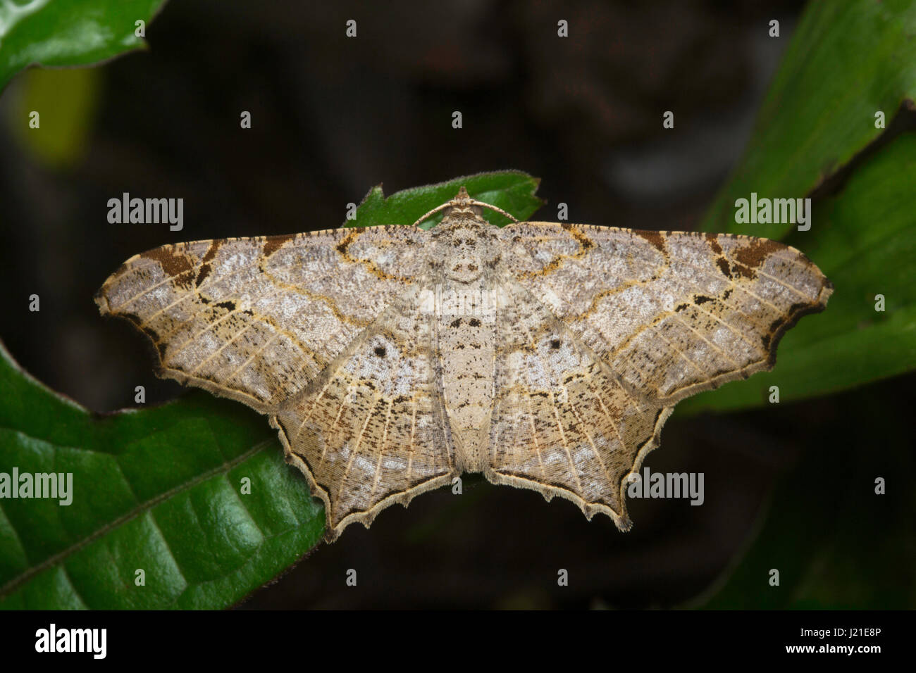 Chiasmia emersaria Walker (1861), Moth , Aarey Milk Colony , INDIA. The ...