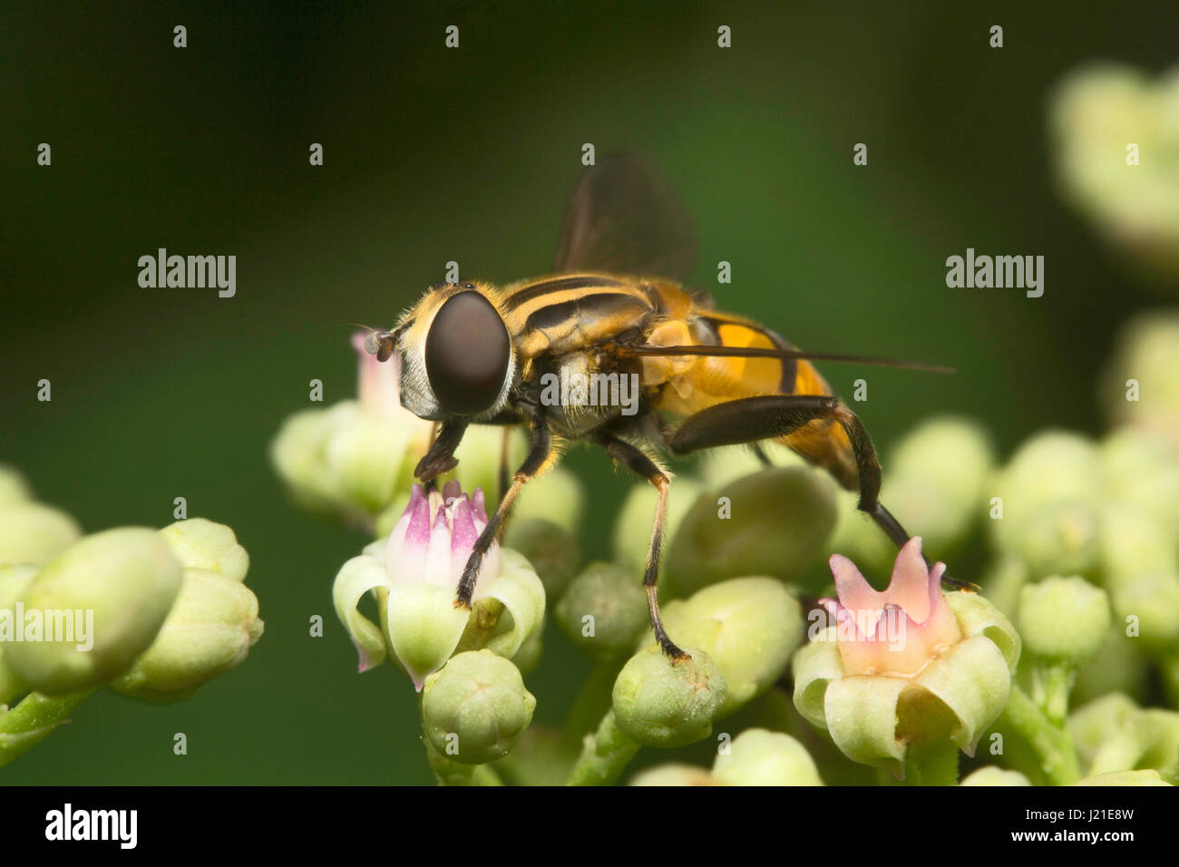 Fly , Unidentified , Aarey Milk Colony , INDIA. Flies belong to their ...