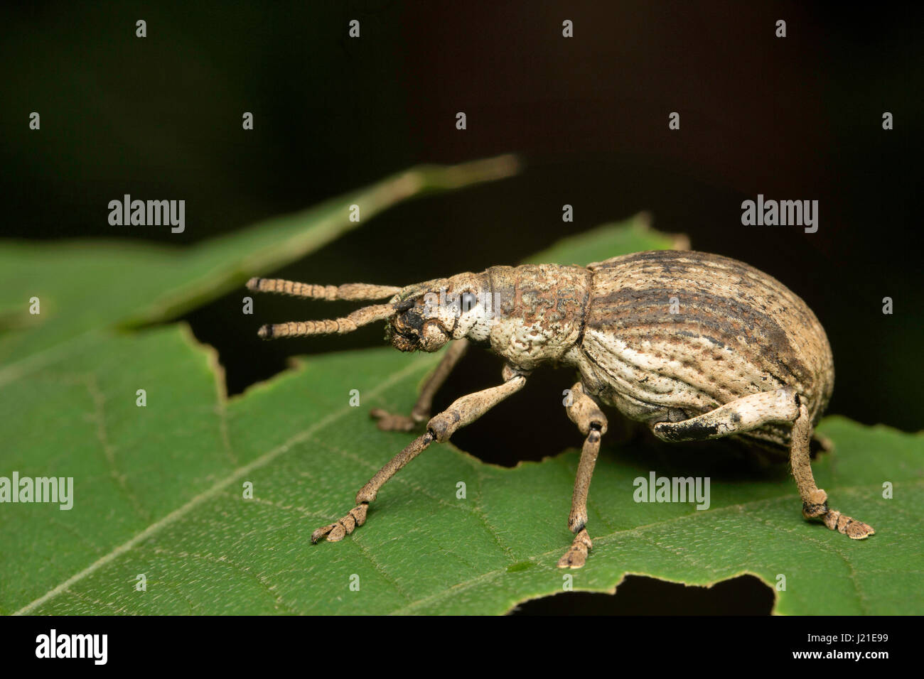 Curculionidae a family of weevils, commonly called snout beetles or ...