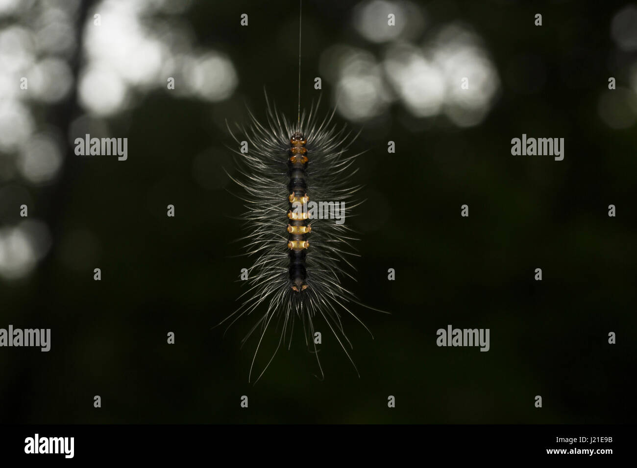 Moth caterpillar , Aarey Milk Colony , INDIA. Presence of long hair ...