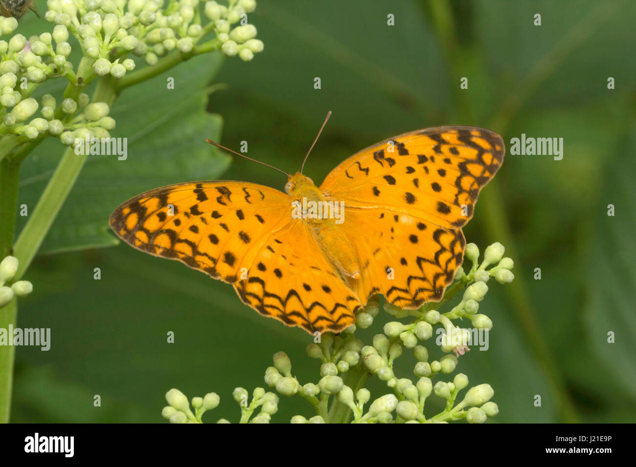 Common Leopard butterfly, Phalanta phalantha , Aarey Milk Colony ...