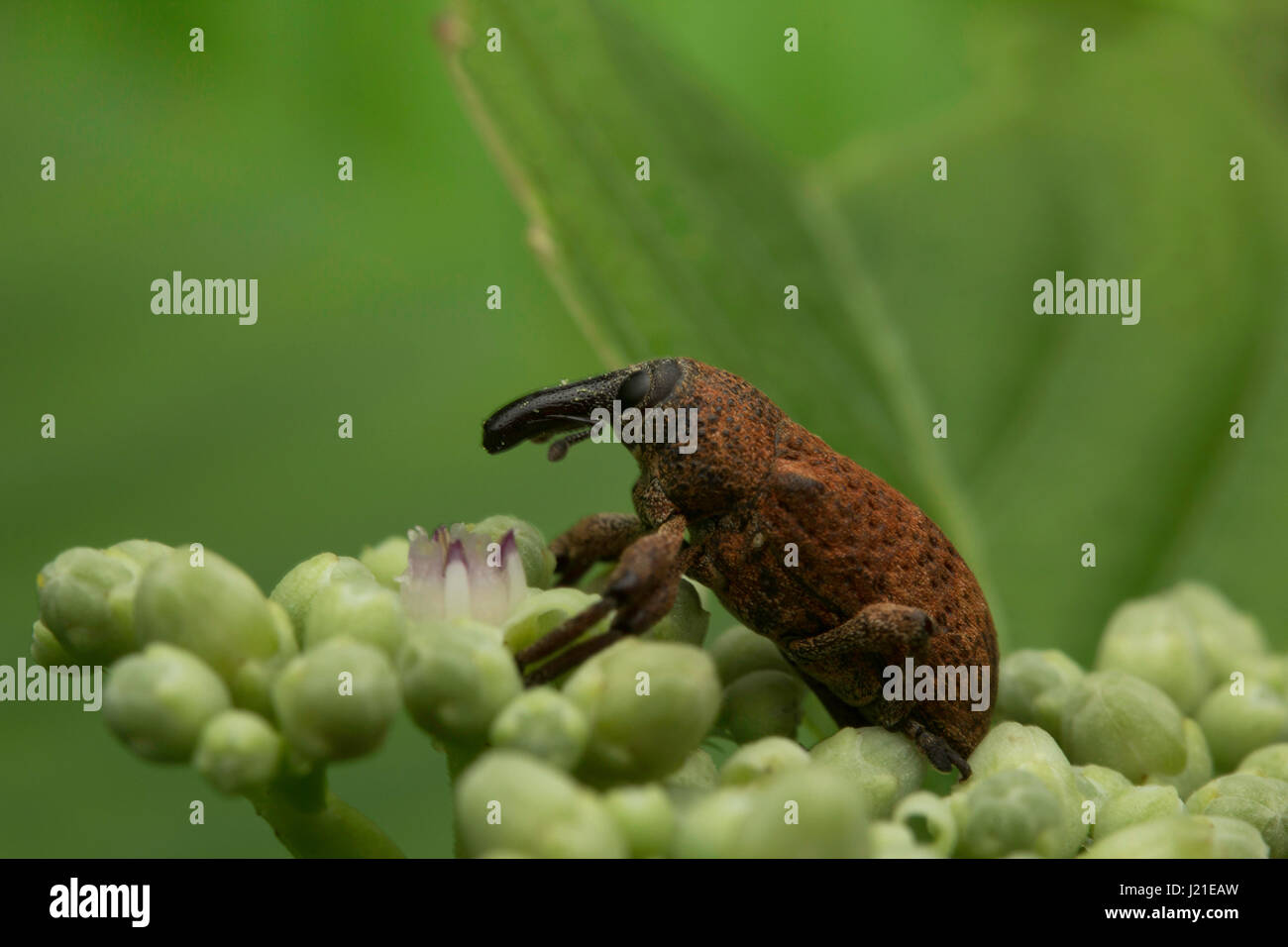 Curculionidae Weevil, Aarey Milk Colony , INDIA Stock Photo - Alamy