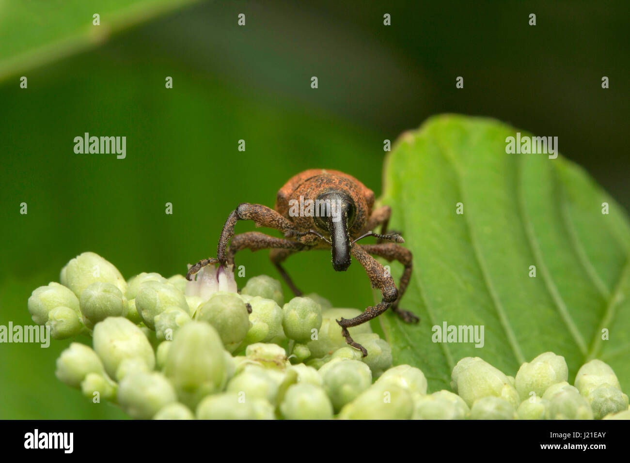 Curculionidae Weevil, Aarey Milk Colony , INDIA Stock Photo - Alamy