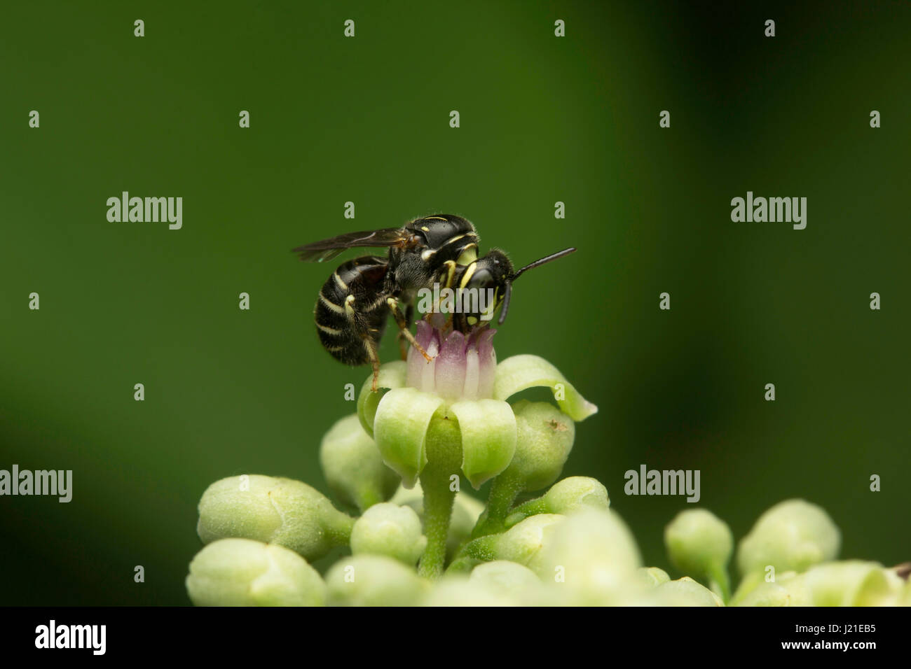 Bees aarey milk colony hi-res stock photography and images - Alamy