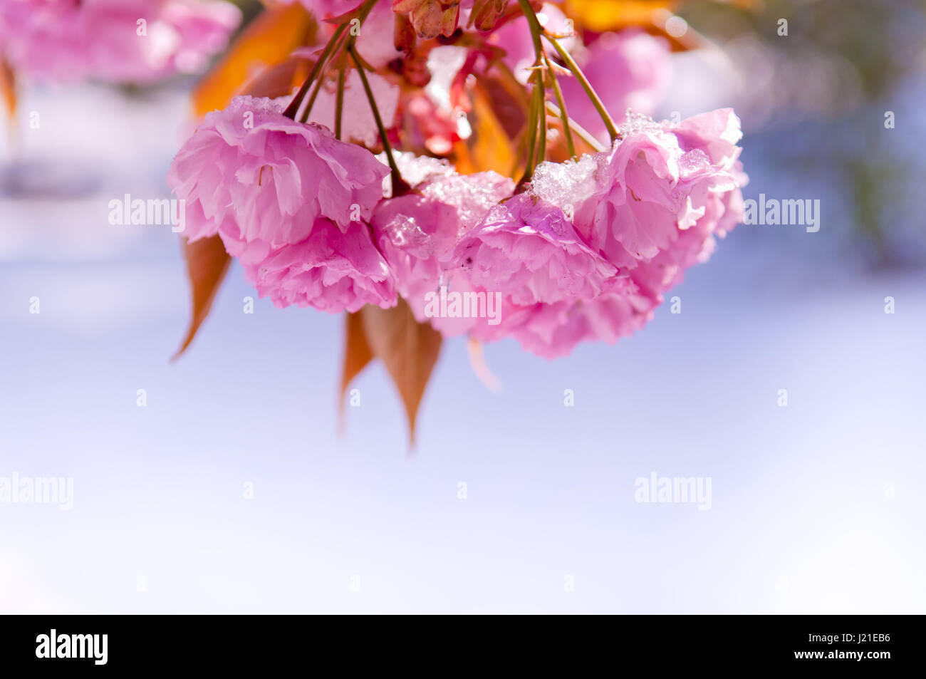 Blooming cherry tree after snowfall. Japanese cherry tree Prunus ...